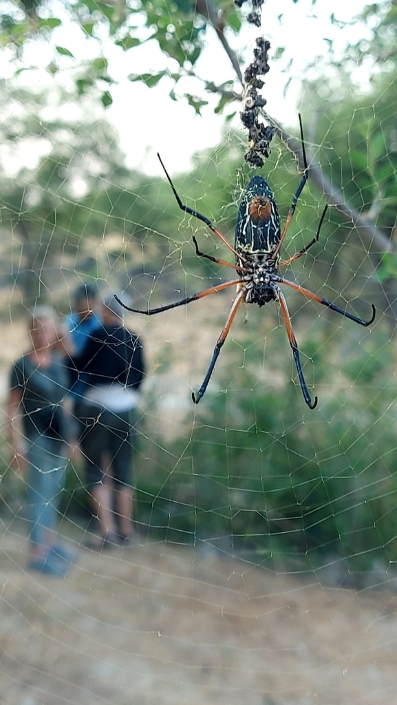 Red-legged Golden Orb-web Spider from Dhofar, Oman on November 11, 2022 ...