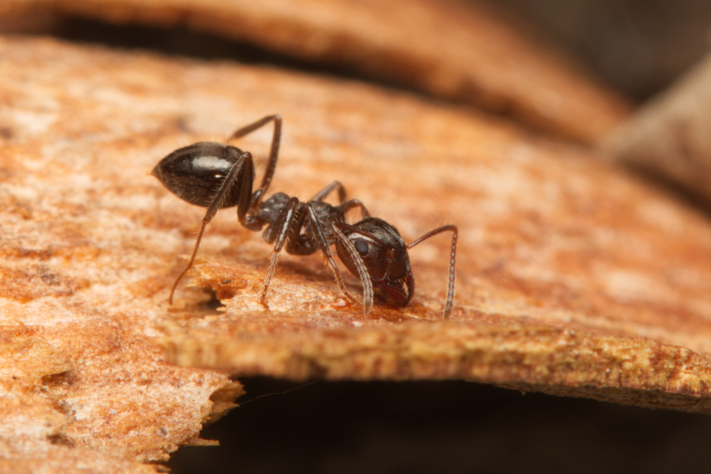 Notoncus capitatus from Tinana QLD 4650, Australia on November 14, 2022 ...