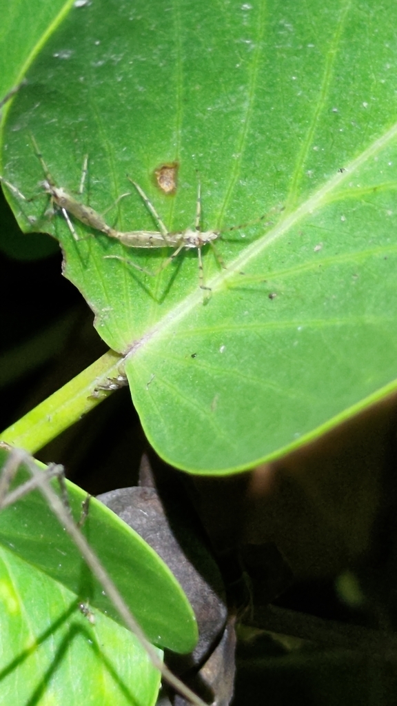 True Bugs from Yulin, TW-TA, TW on November 14, 2022 at 07:20 PM by ...