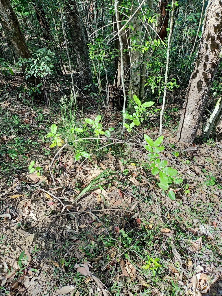 Hairy Alectryon from Kilcoy, AU-QL, AU on November 13, 2022 at 09:00 AM ...
