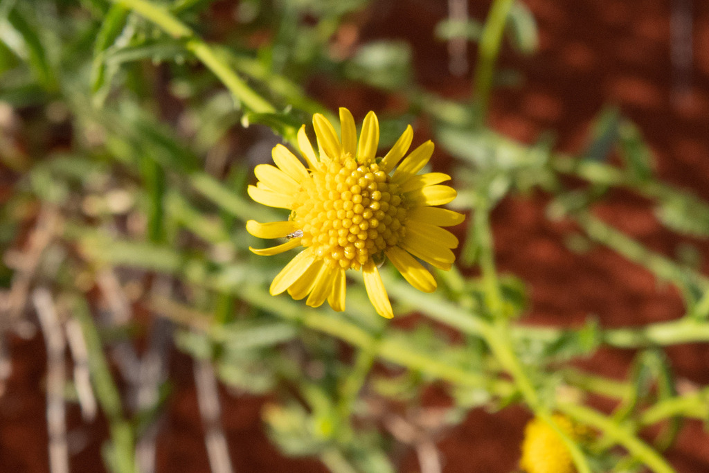 Tangled Burr-daisy from Innamincka SA 5731, Australia on August 03 ...