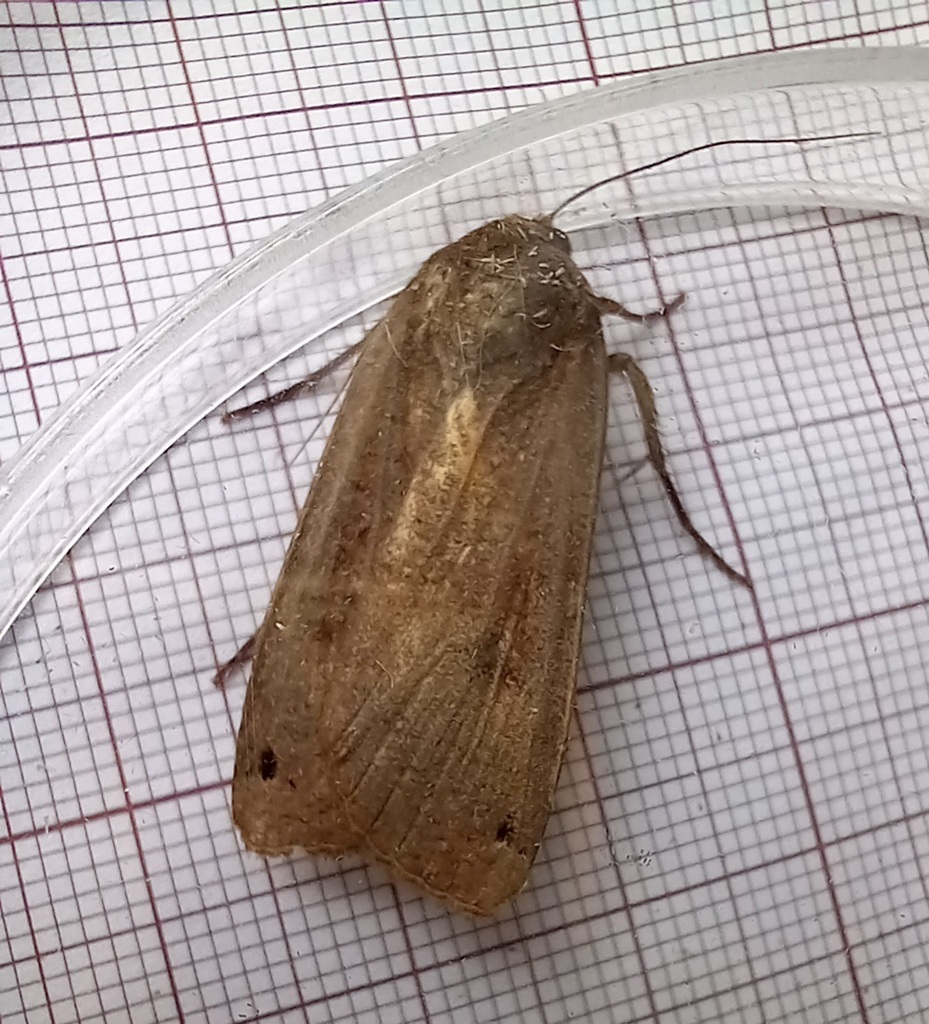 Large Yellow Underwing from Escola Secundária José Gomes Ferreira on ...