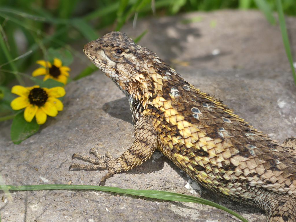 Eastern Spiny Lizard from 16 de Enero ( El Tesoro ), 16 de Septiembre ...