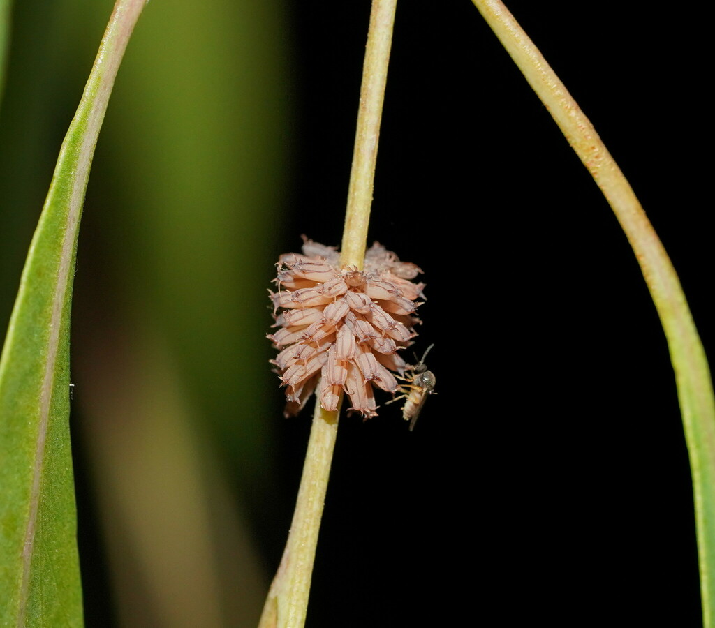 Paropsis atomaria from Monbulk VIC 3793, Australia on November 11, 2022 ...