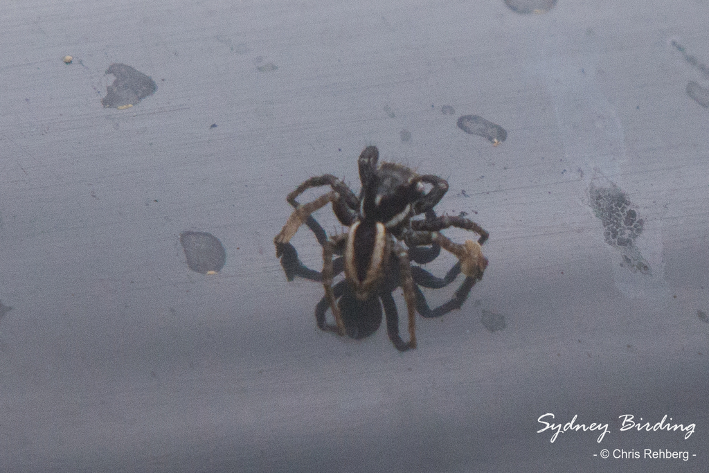 Paddle-waving Jumping Spider from Gloucester Tops NSW 2422, Australia ...