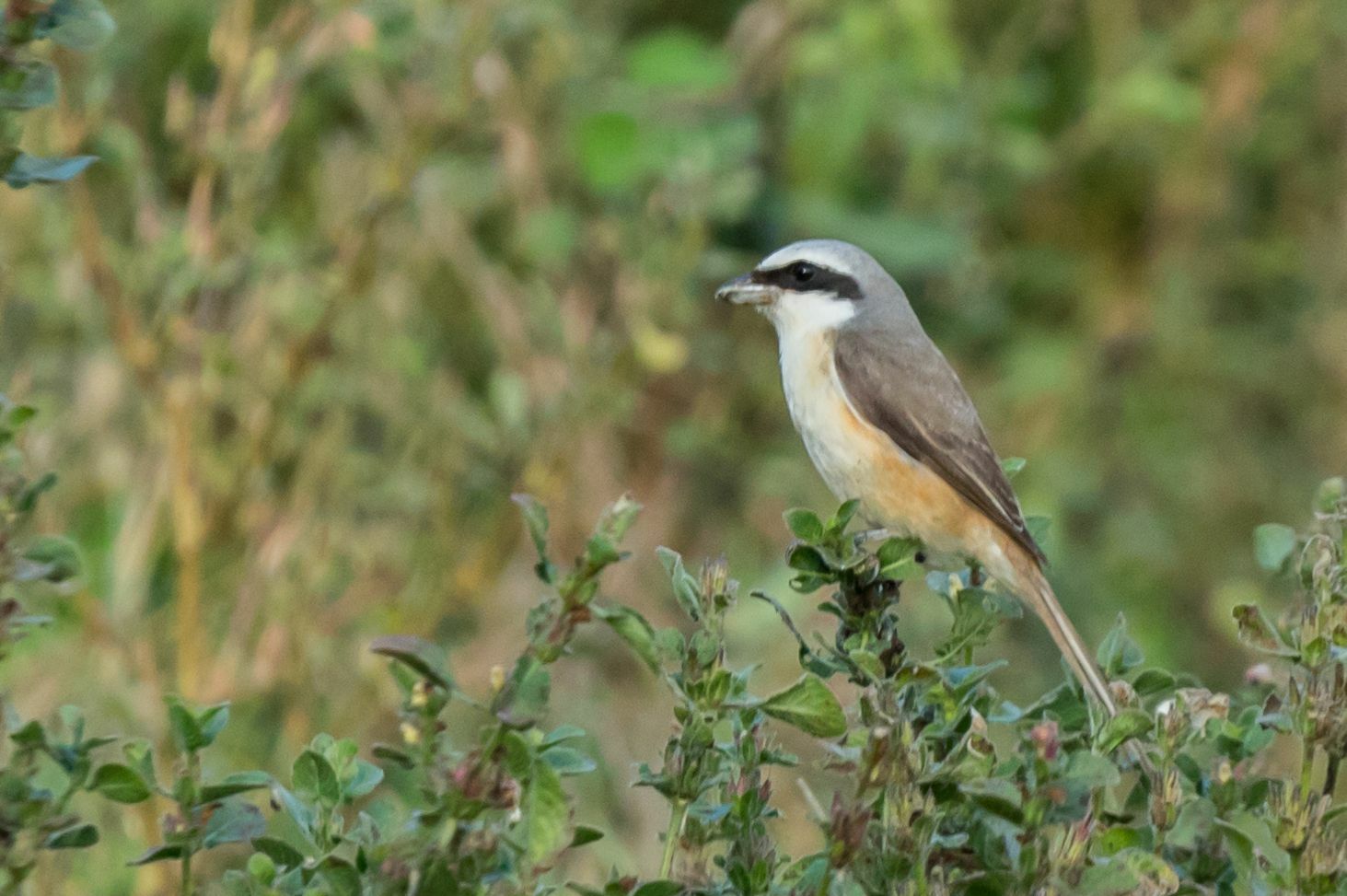 Lanius cristatus lucionensis Linnaeus, 1766