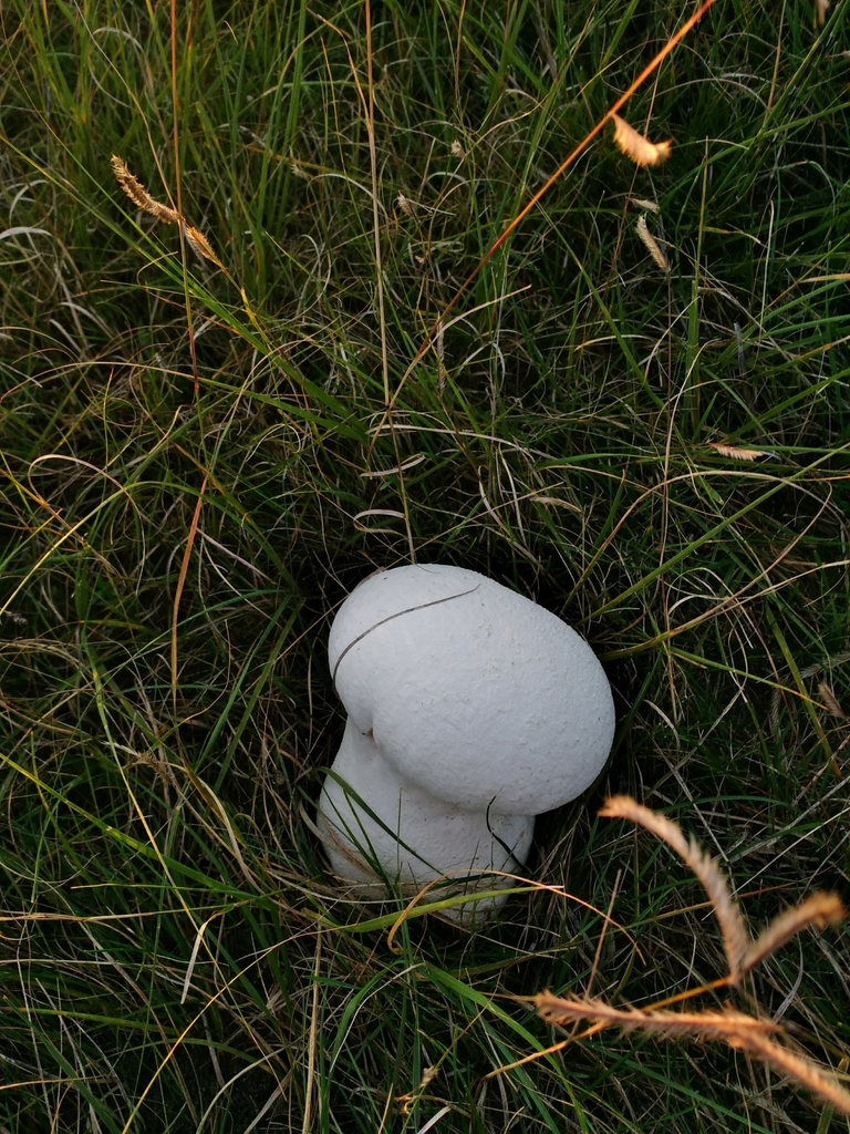giant puffball from Riverton Township, MN, USA on September 02, 2018 at ...