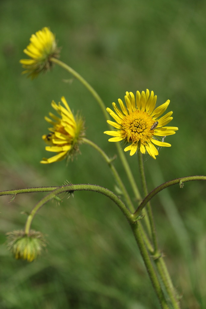 Pretty African Thistle from Meycol Nature Reserve, iLembe District ...