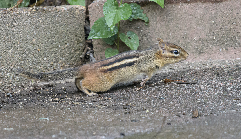 Eastern Chipmunk from Montgomery County, PA, USA on August 27, 2022 at ...