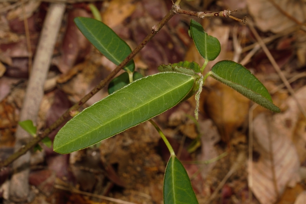 (Crotonoides) - Botanical Realm