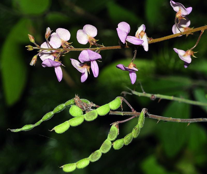creeping beggarweed (Desmodium incanum) - Botanical Realm