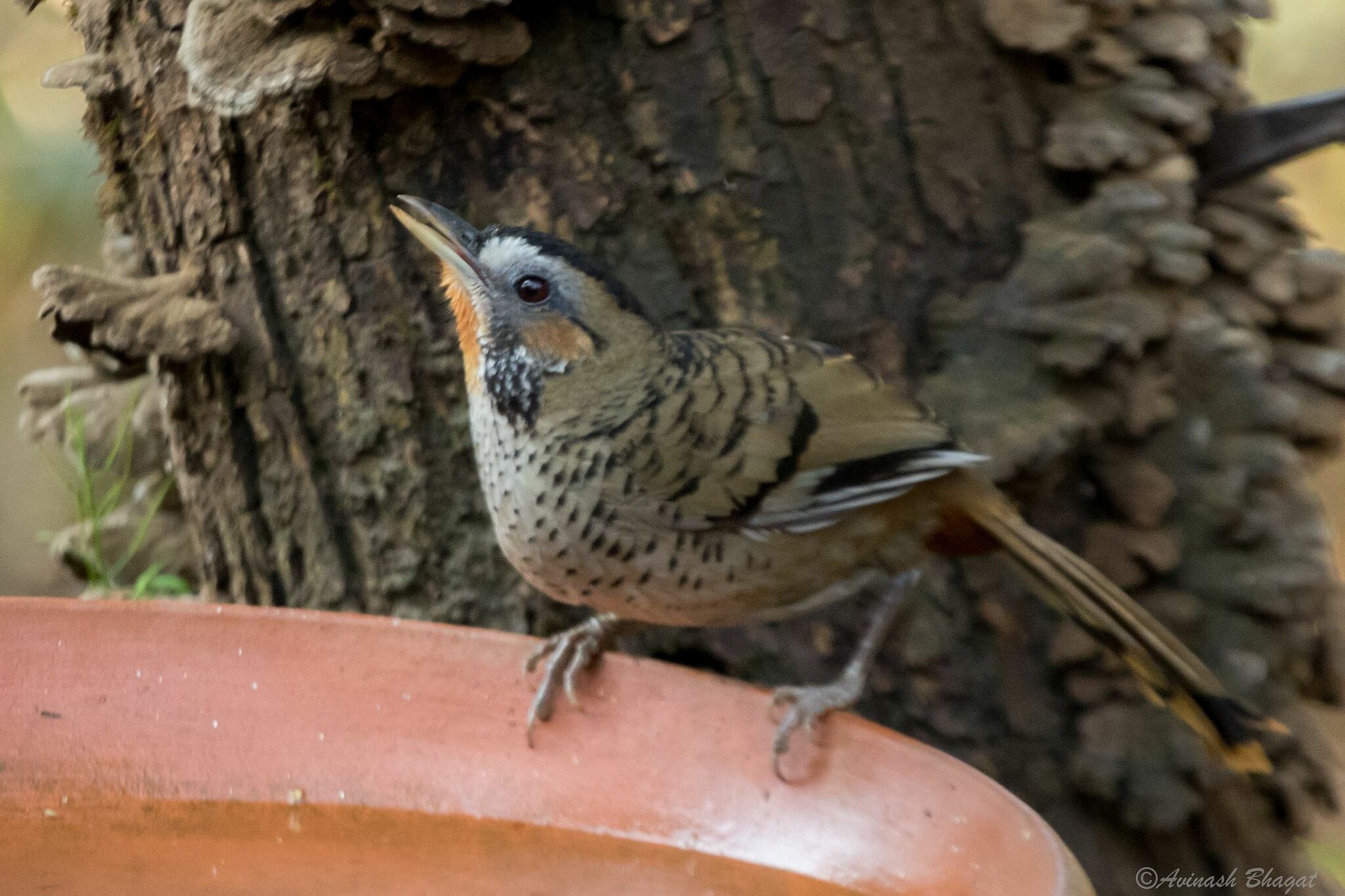 Garrulax rufogularis (Gould, 1835)