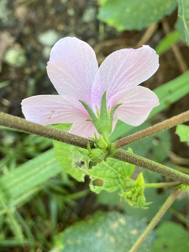 Caesar weed from Puerto Rico, Cabo Rojo, Puerto Rico, US on November 14 ...