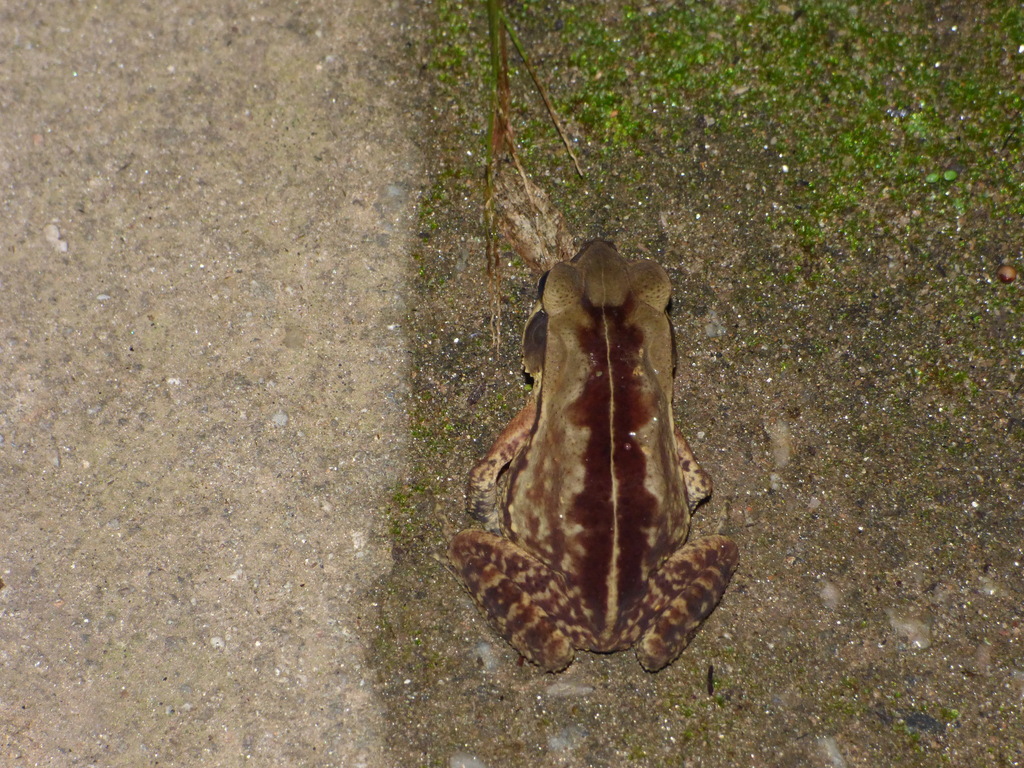 Ornate Forest toad from Magé, RJ, Brasil on November 12, 2022 at 11:34 ...