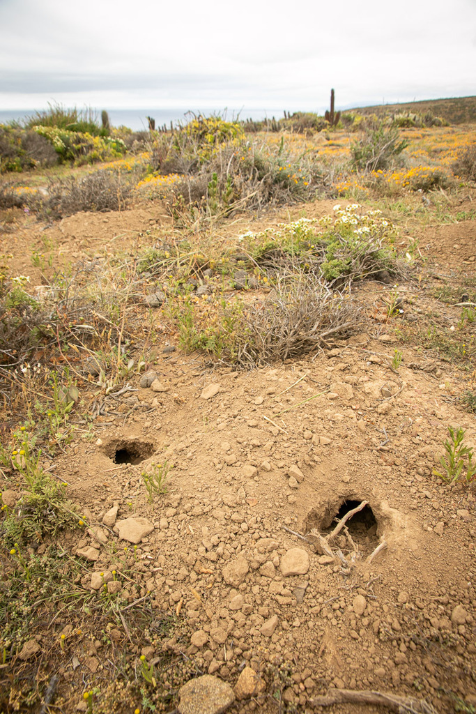 Coruro from Limarí Province, Coquimbo, Chile on November 10, 2022 at 04 ...