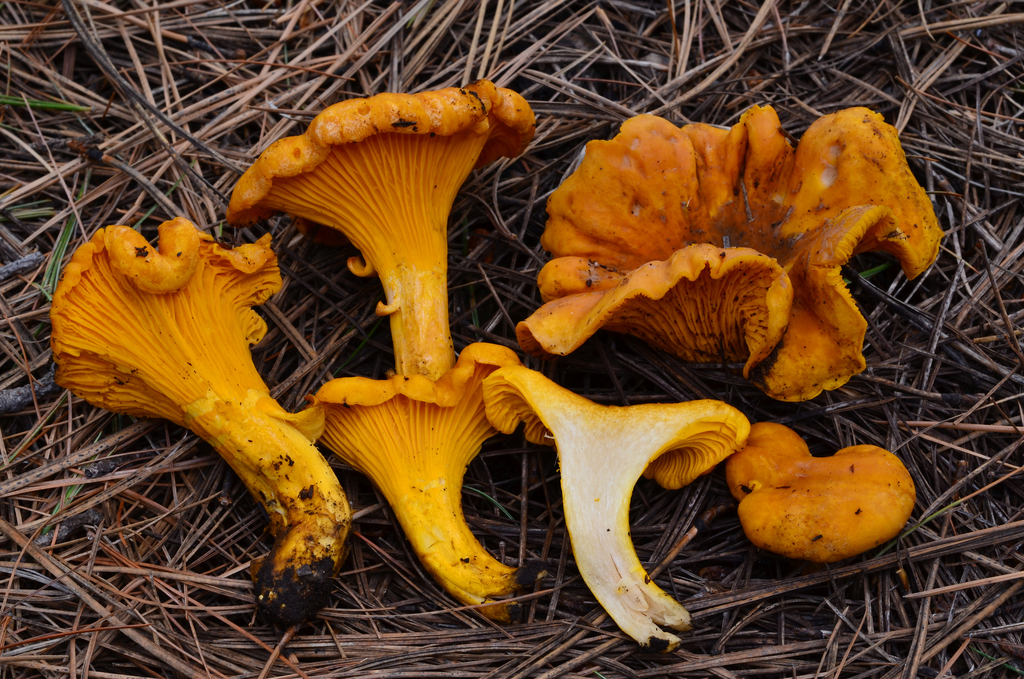 chanterelles (Fungi - Van Damme, Mendo Nov 2022) · iNaturalist