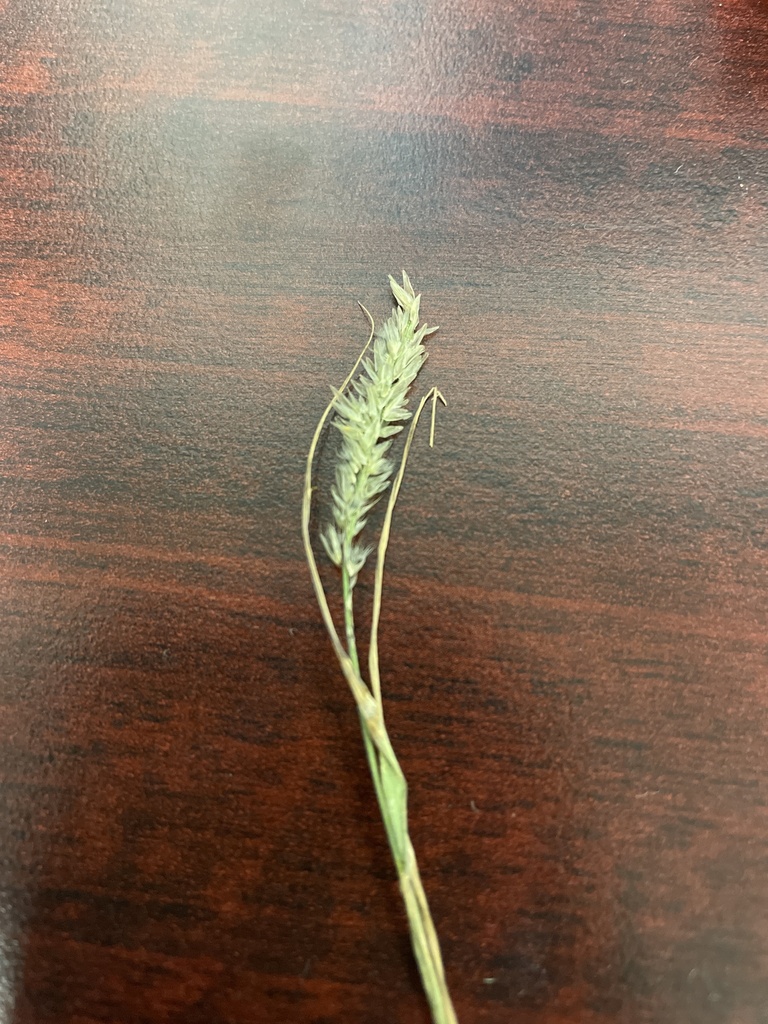 burrograss from Hobbs, NM, US on November 14, 2022 at 07:06 AM by ...