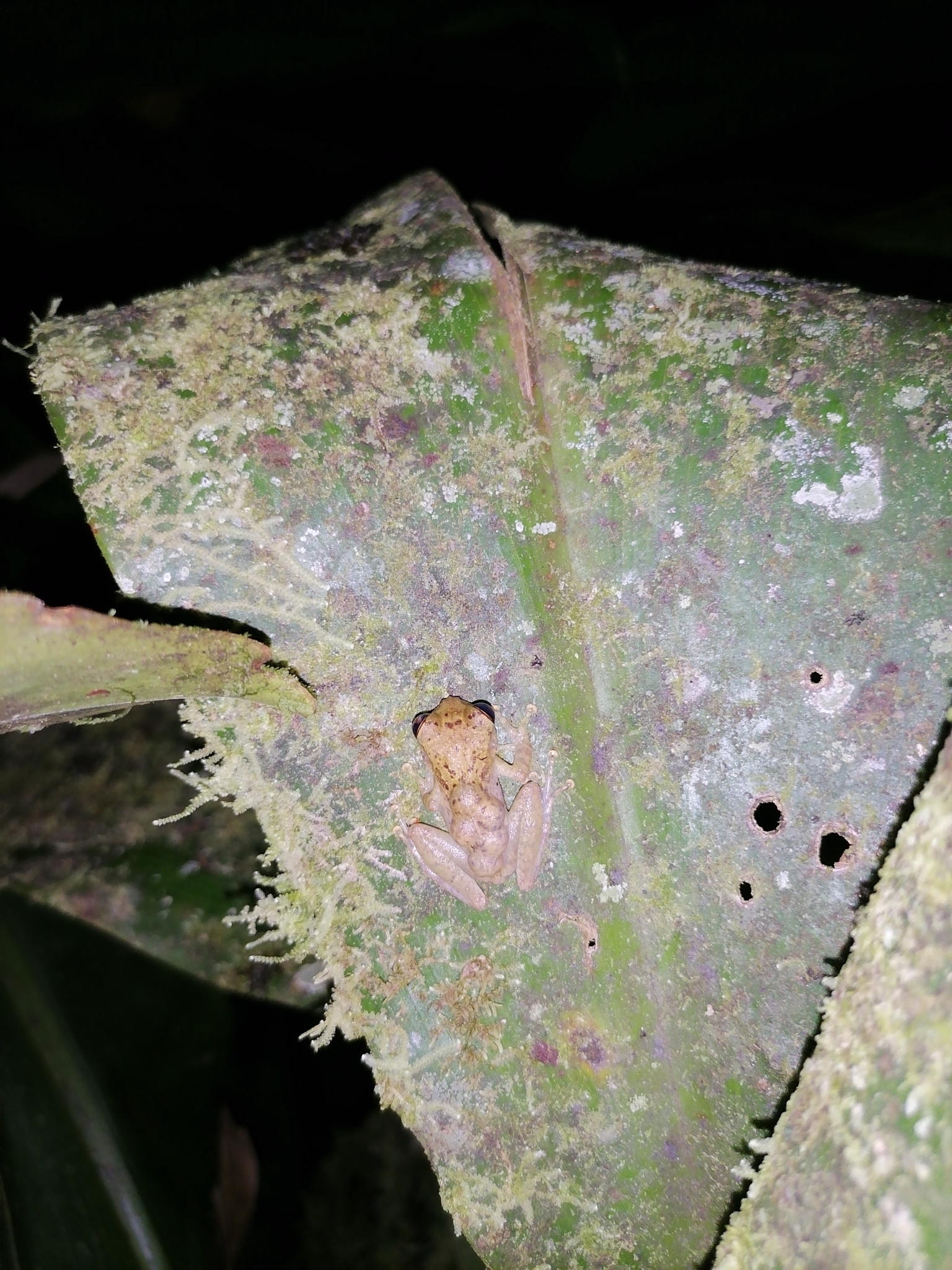 Flectonotus fitzgeraldi (Parker, 1934)