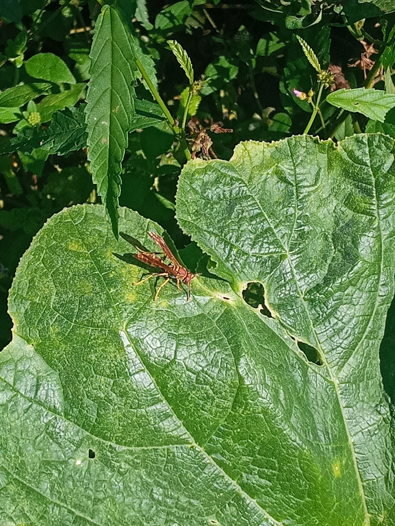 Caribbean Paper Wasp from Santo Domingo 11102, República Dominicana on ...
