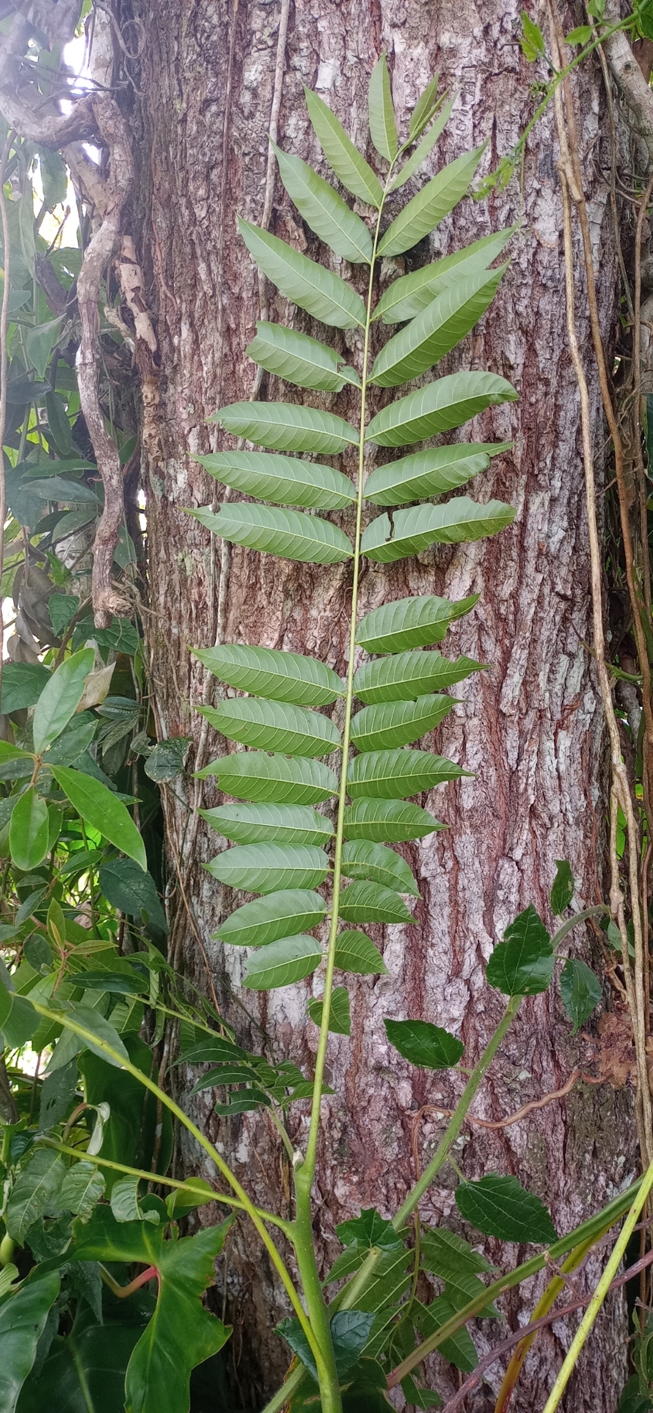 Cedrela fissilis Vell.