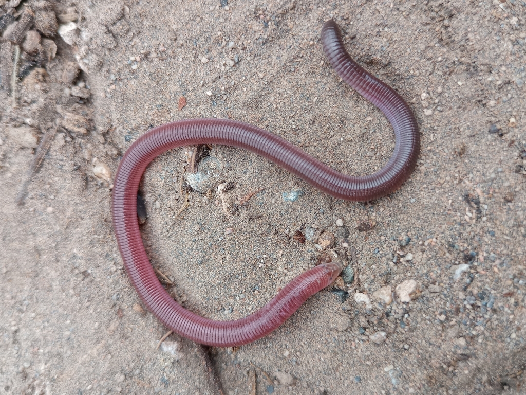 Lead Worm Lizard from San Rafael, Mendoza, Argentina on October 08 ...
