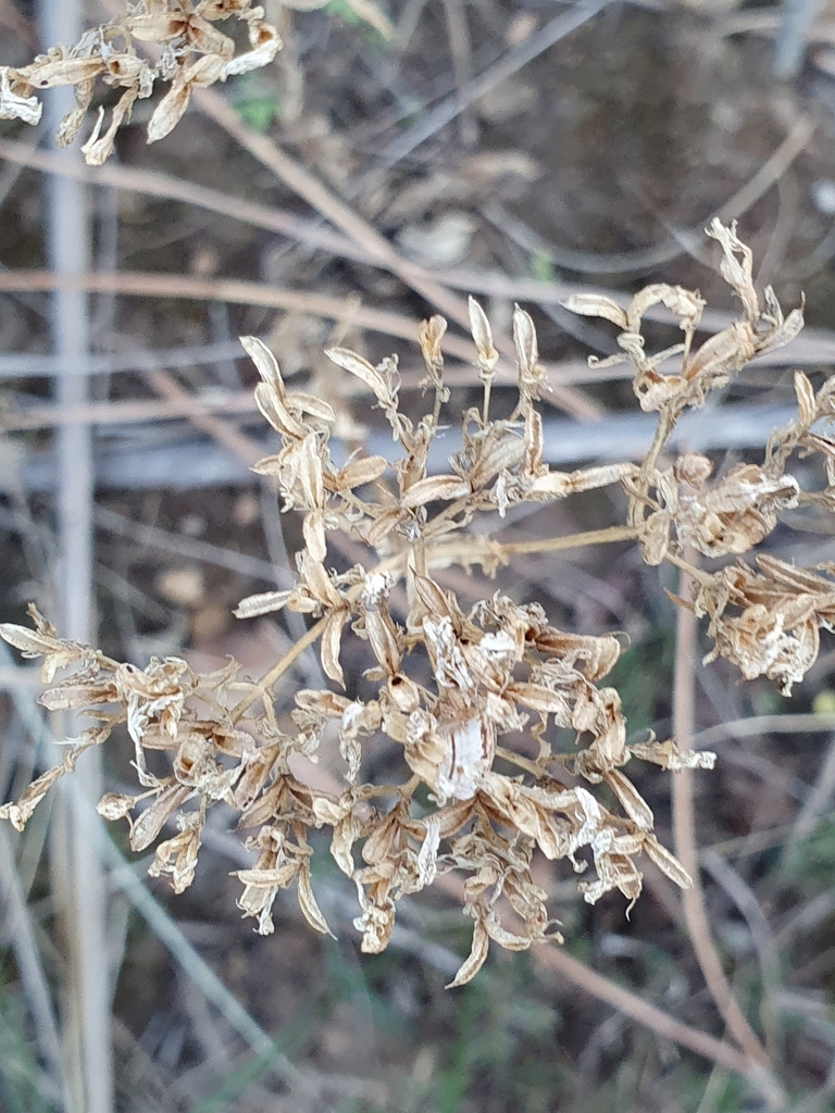 plants in November 2022 by Mehdi Chetibi · iNaturalist