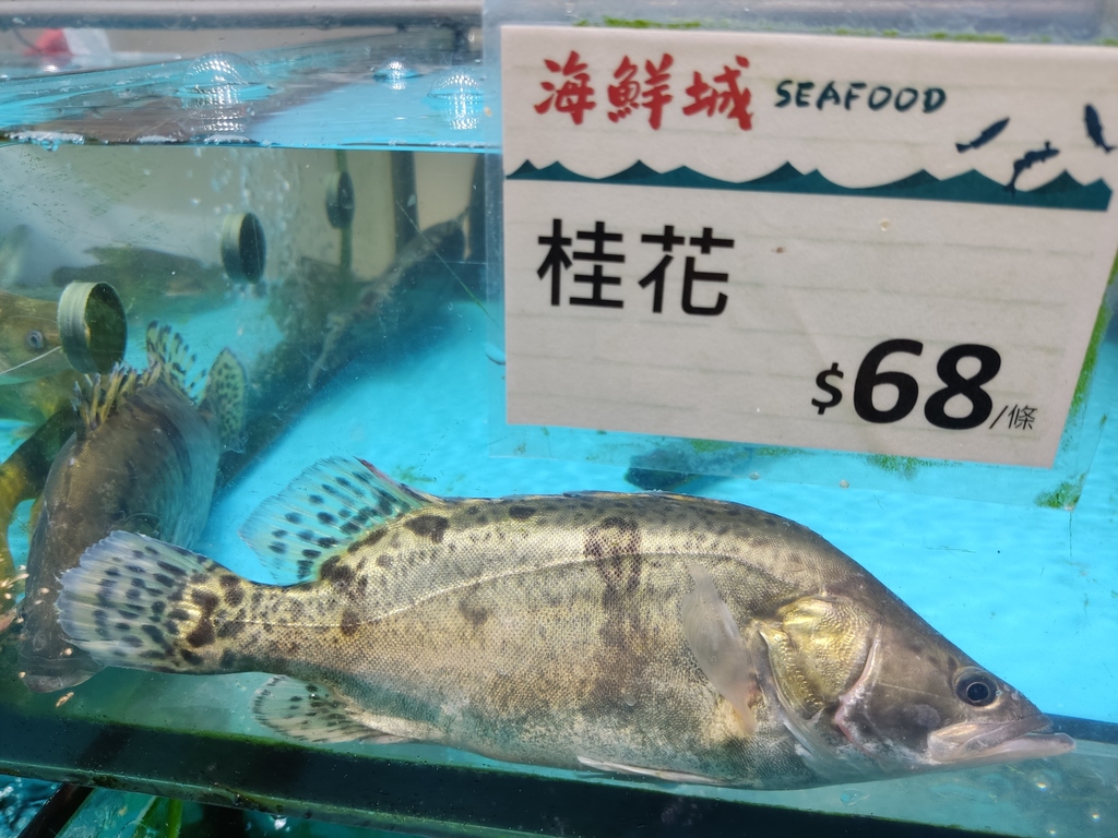Chinese Perch (Siniperca chuatsi) - Marine Life Identification