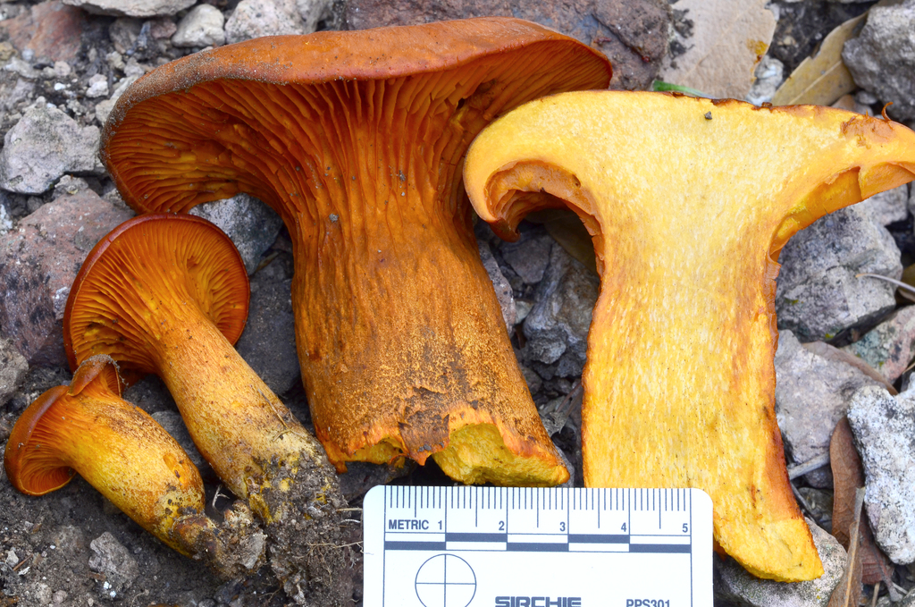 southern jack-o'-lantern from Cochise County, Arizona, USA on August 29 ...