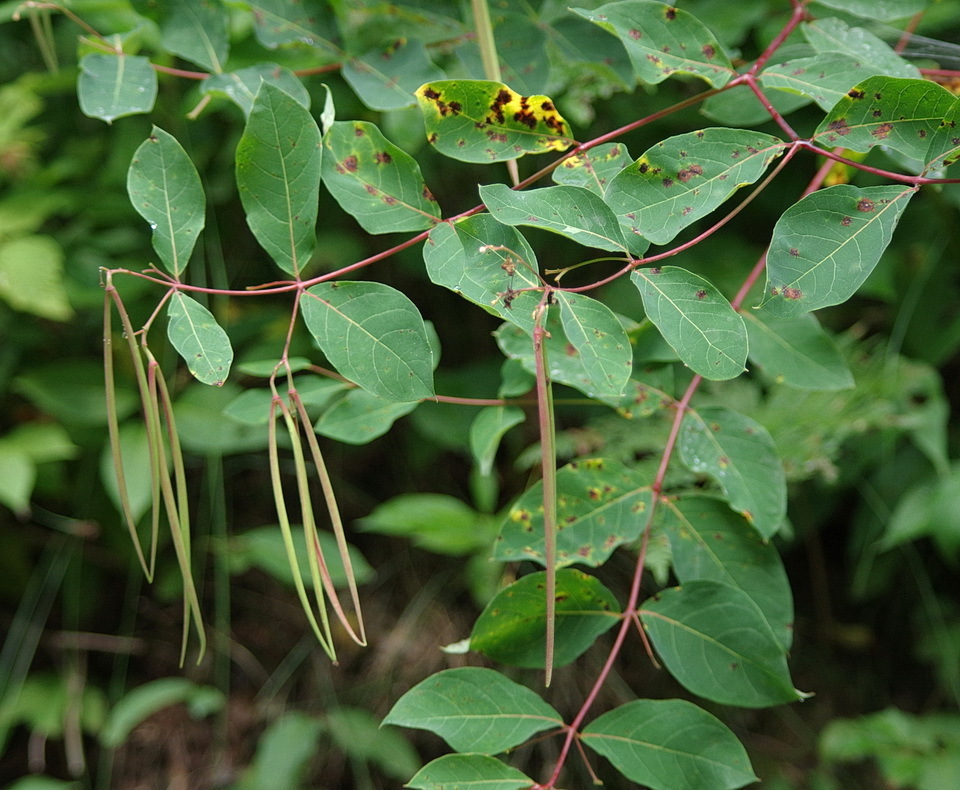 spreading dogbane from Parry Sound District, ON, Canada on August 9 ...
