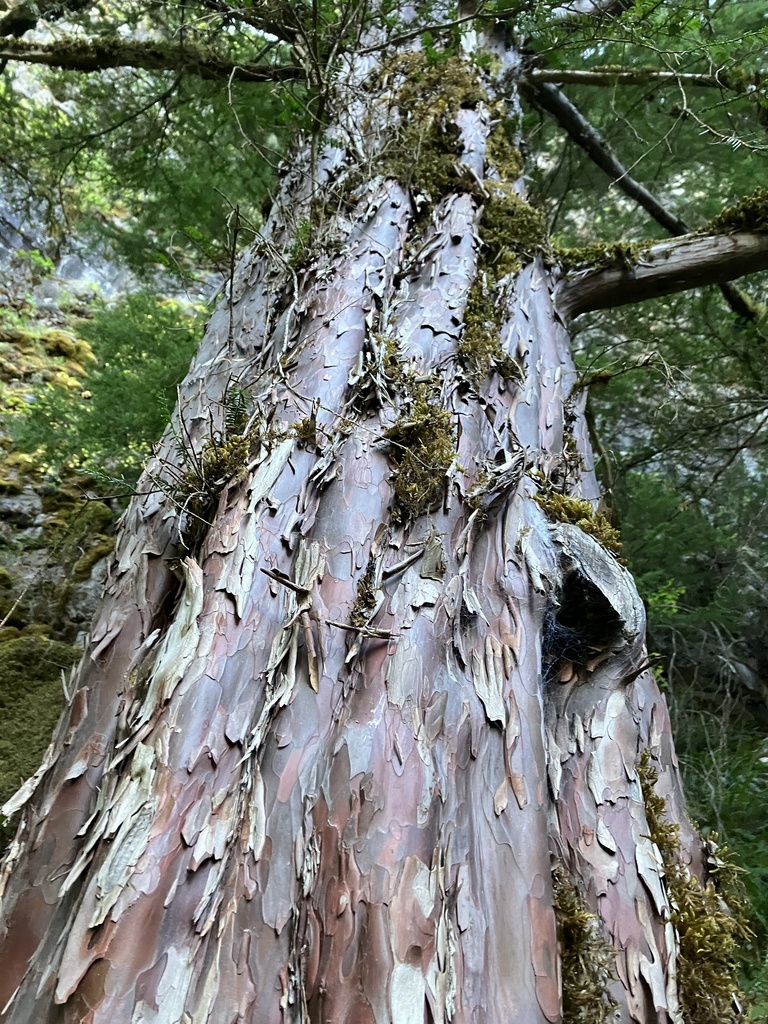 Pacific yew from Umpqua National Forest, Idleyld Park, OR, US on ...