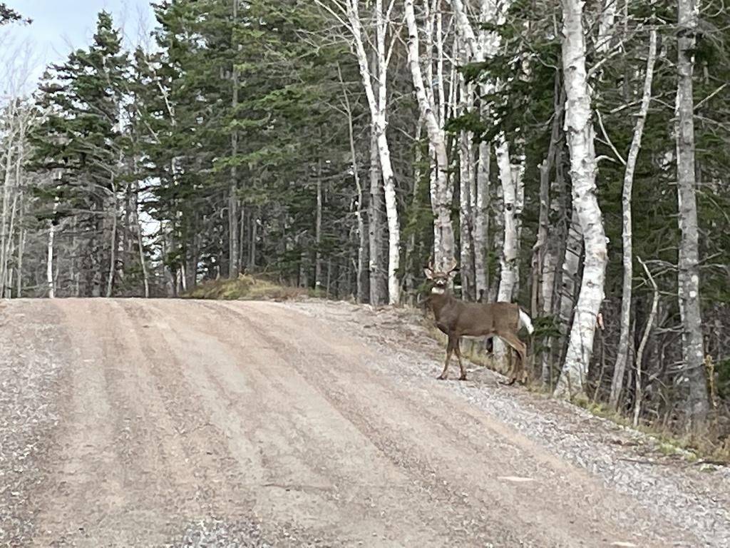 White-tailed Deer from Cape Breton Highlands National Park, Victoria ...