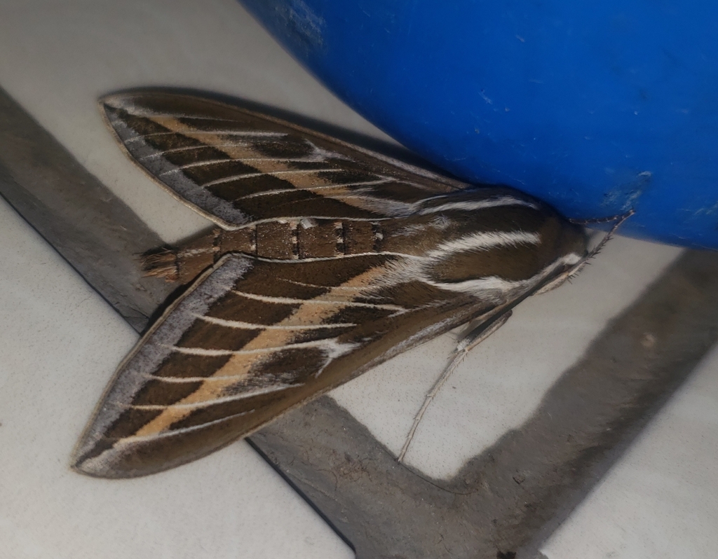 Striped Hawkmoth from Umsobomvu Local Municipality, South Africa on ...
