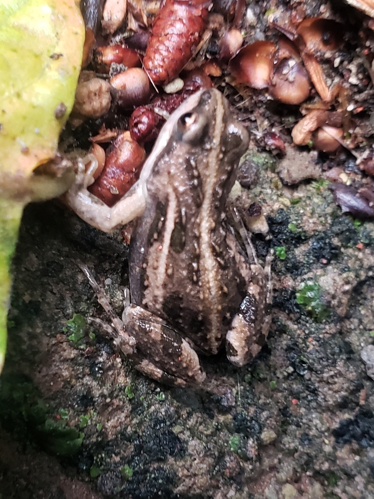 Boettger's dainty frog from Umsobomvu Local Municipality, South Africa ...