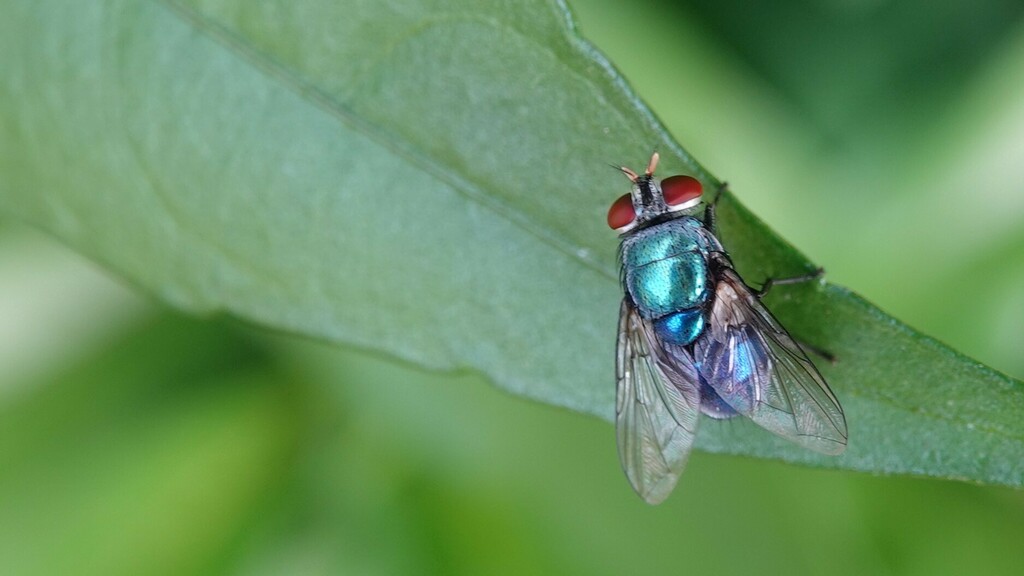 Chrysomya from Dharavi, Mumbai, Maharashtra, India on November 09, 2022 ...