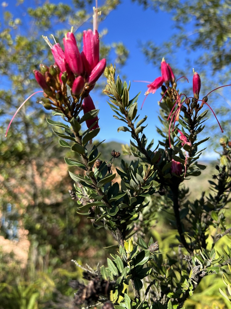(Bejaria resinosa) - Botanical Realm