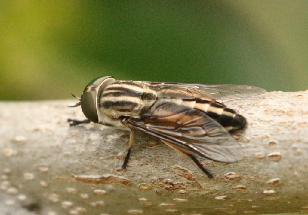 Tabanus taeniola from Manyoni Private Game Reserve, Mkuze, KZN, ZA on November 12, 2022 at 10:39 ...