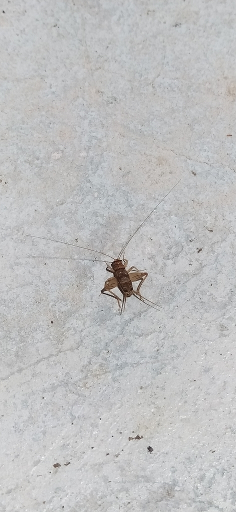 Tropical House Cricket from Del Bosque, 77019 Chetumal, Q.R., México on ...