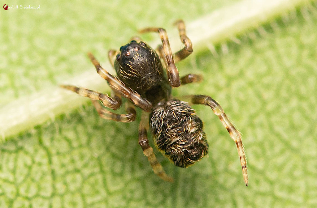 Choriozopella Comb-Foot Spider from Maputaland, South Africa on ...