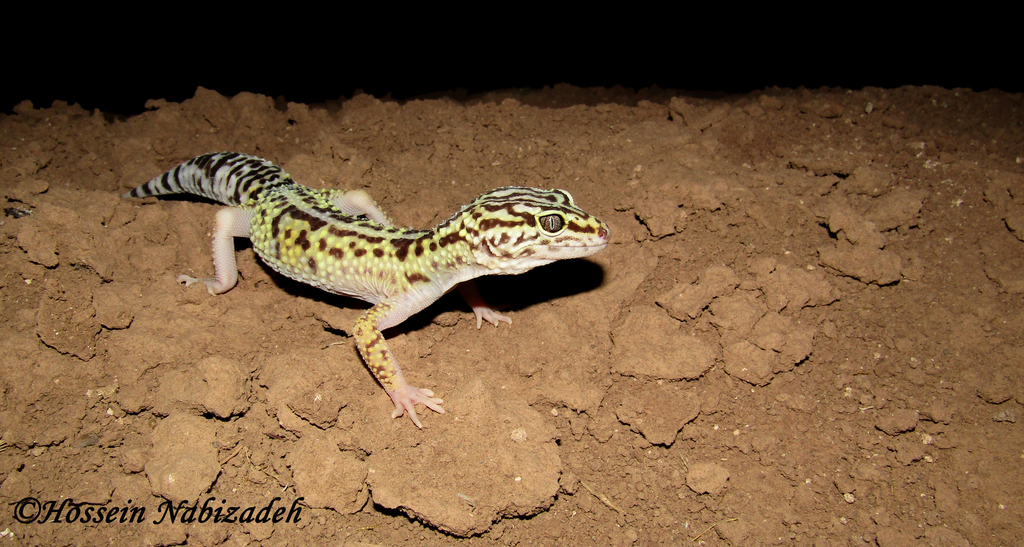 Iranian Fat-tailed Gecko from Ramhormoz, Khuzestan Province, Iran on ...