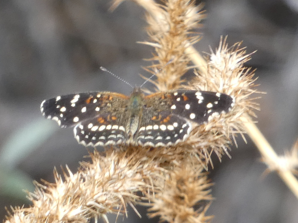 Texan Crescent from Cochise County, AZ, USA on October 30, 2022 by ...