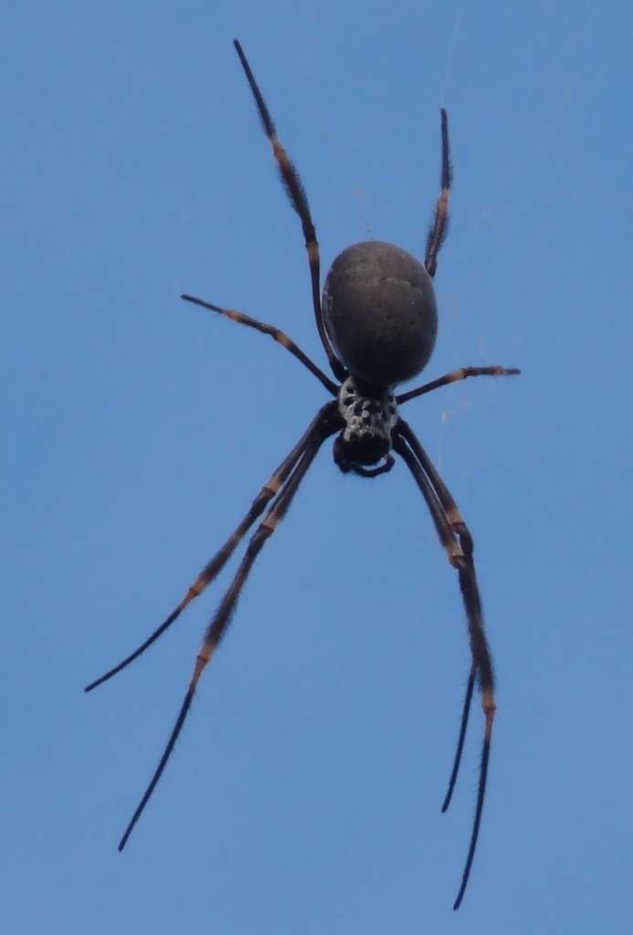 Tiger Spider from Bradleys Head Walking Tk, Mosman, NSW, AU on July 20 ...