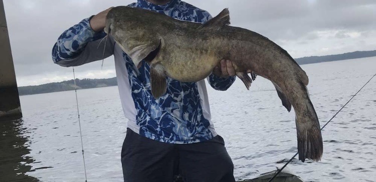 Flathead Catfish from Kentucky Lake, Waverly, TN, US on November 14 ...