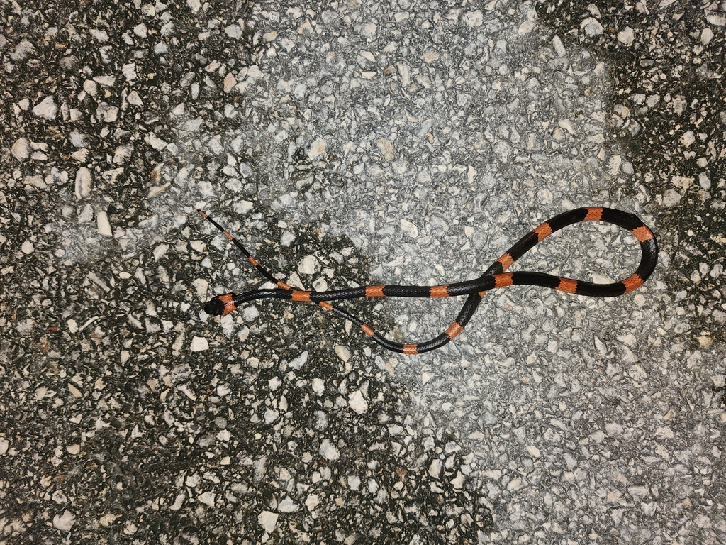 Snail-eating Thirst Snake from 77587 Quintana Roo, Mexico on October 03 ...