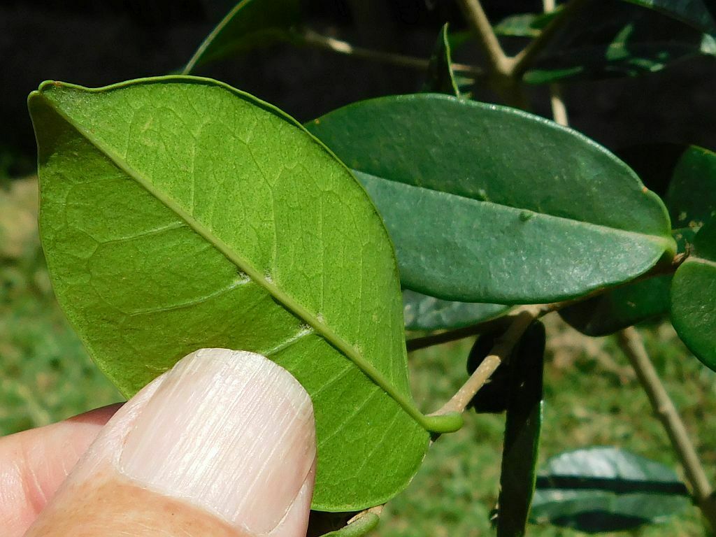 Pock-ironwood from Greyton, 7233, South Africa on November 13, 2022 at ...