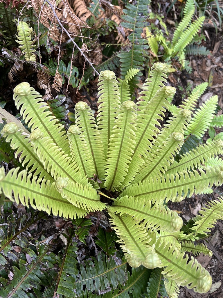 Crown Fern from Mount Pirongia Forest Park, Pirongia Forest Park ...