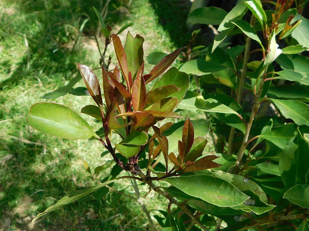 Cape Holly from Greyton, 7233, South Africa on November 13, 2022 at 11: ...