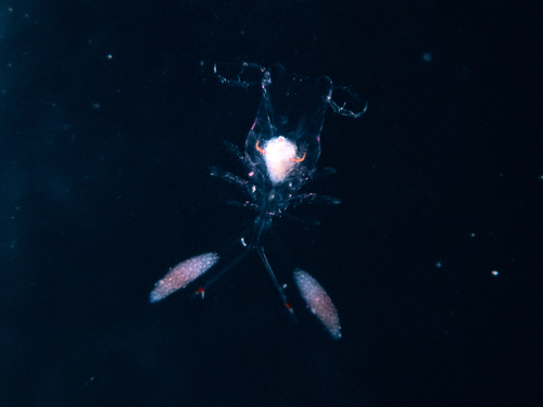 コピリア属 (Copilia)