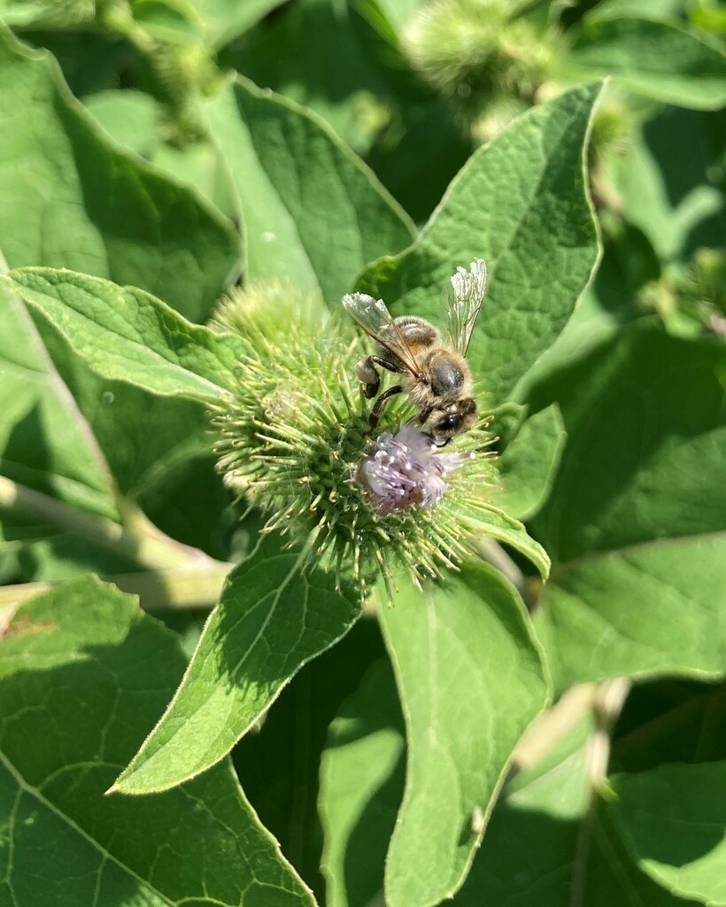Western Honey Bee from Southwest Calgary, Calgary, AB, Canada on July ...