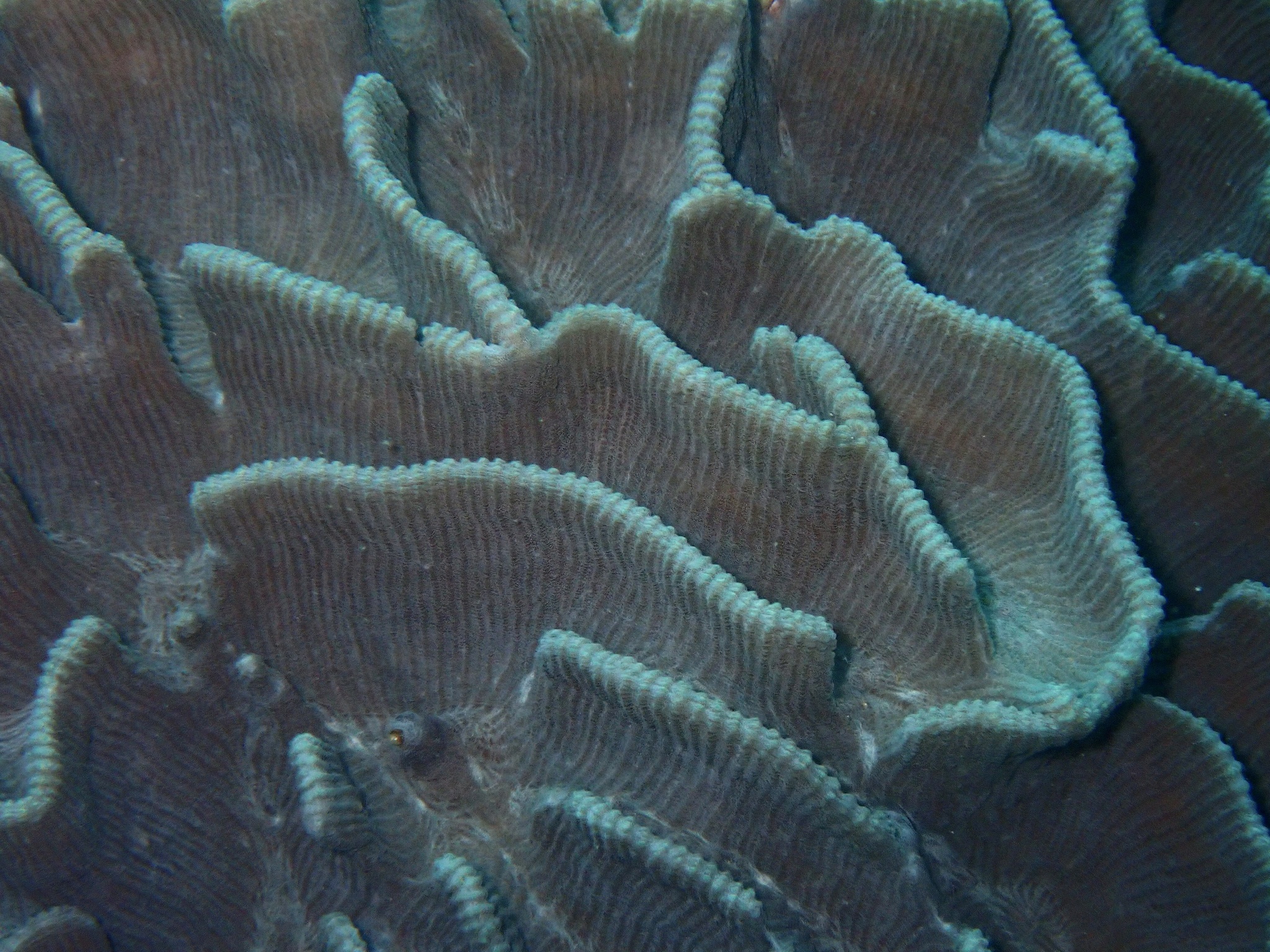 Pectinia lactuca (Pallas, 1766)