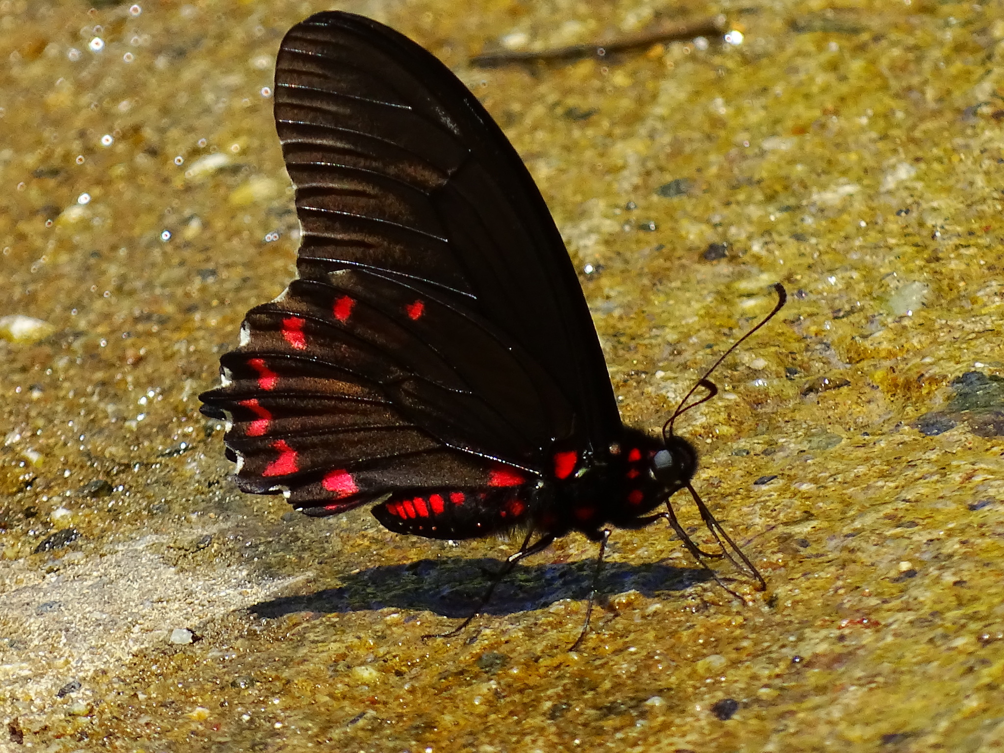 Mimoides phaon (Boisduval, 1836)